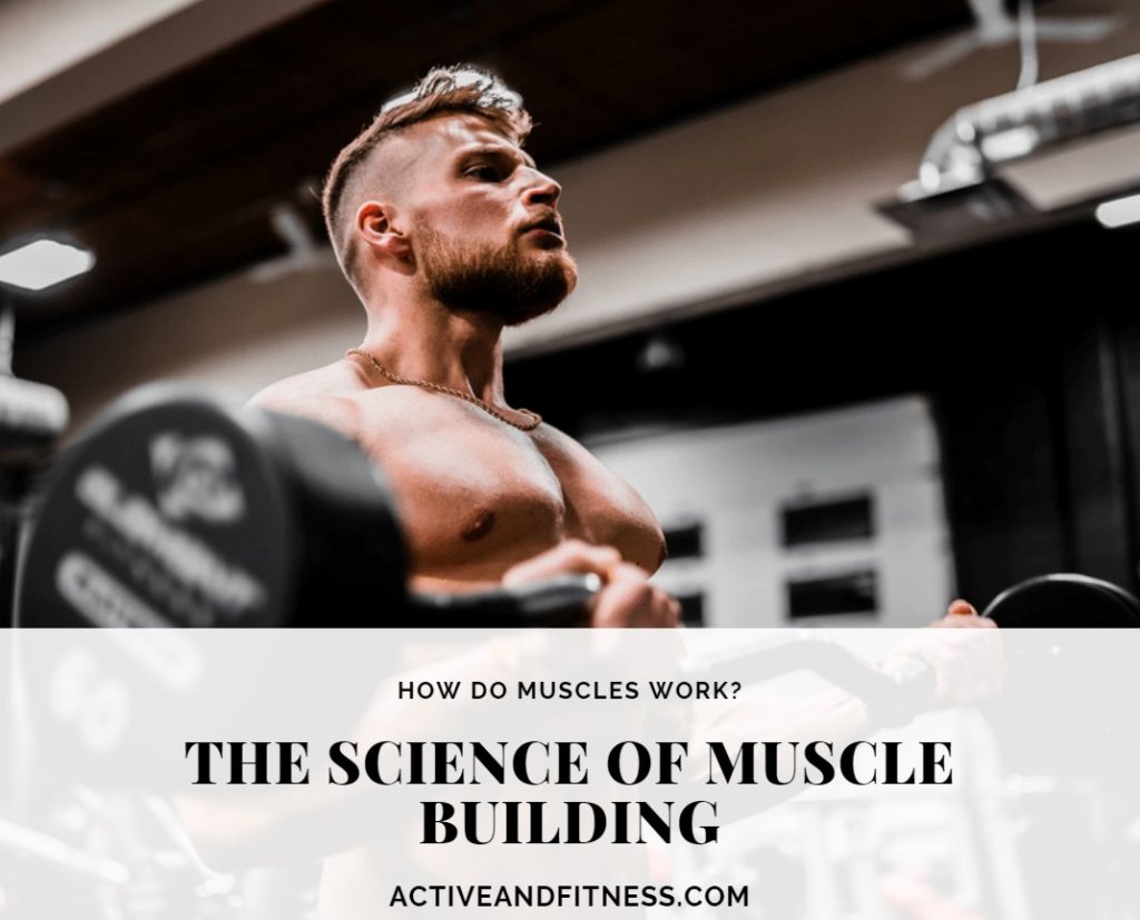 The Science Of Muscle Building - Active and Fitness